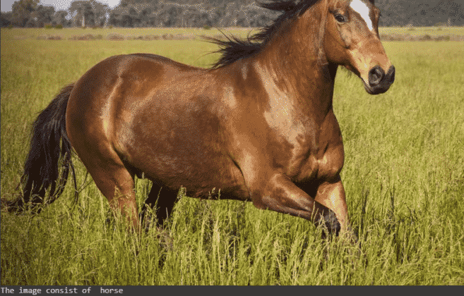 What is Image Recognition their functions, algorithm | Great learning