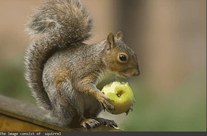 What is Image Recognition their functions, algorithm | Great learning