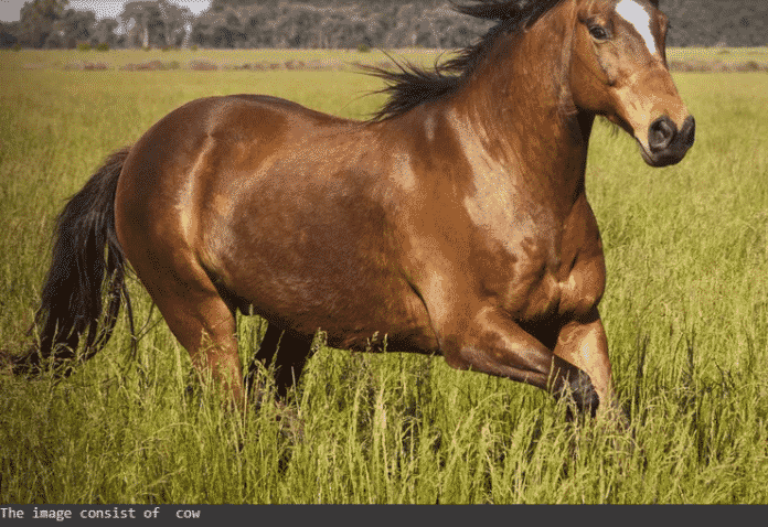 What is Image Recognition their functions, algorithm | Great learning